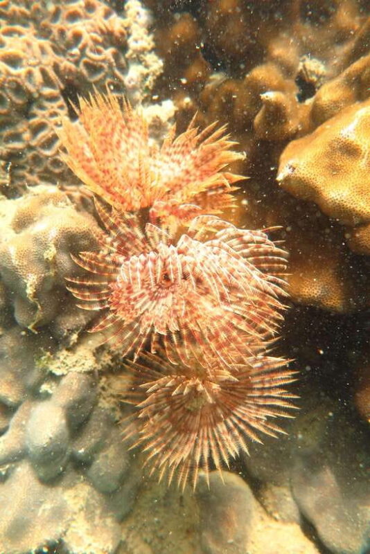 [Red River Tours] Luxury Professional Scuba Diving - Who Should Book This Tour?