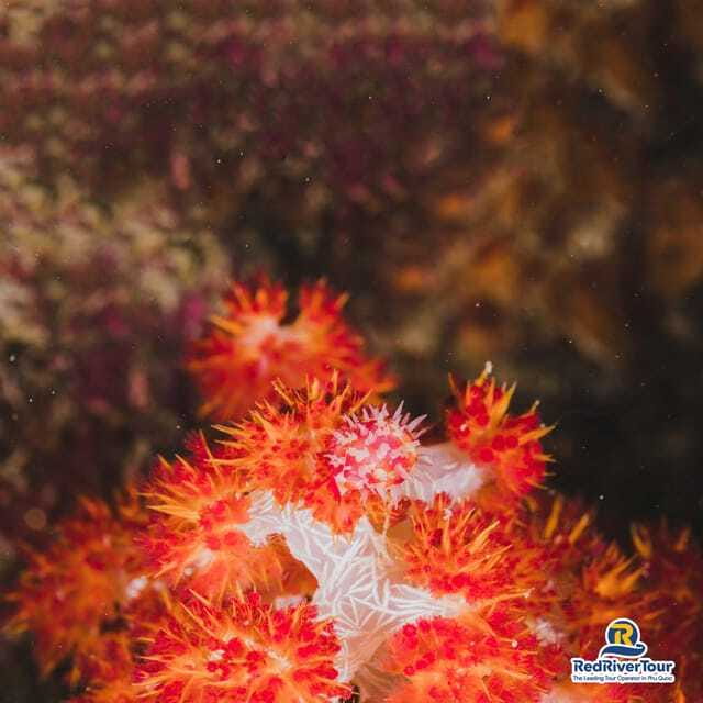 [Red River Tours] Luxury Professional Scuba Diving - FAQ