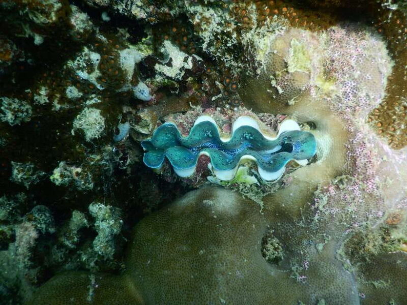 [Red River Tours] Luxury Professional Scuba Diving - Who Should Consider This Tour?