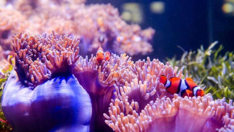 Red River Tours - Sea Walking Experience in Phu Quoc - Key Points