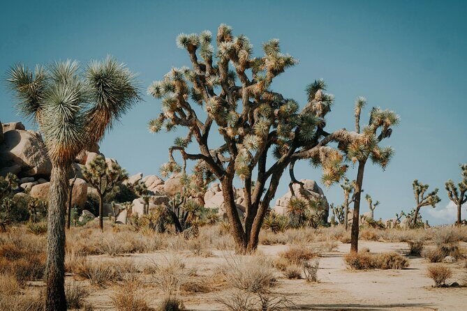 Red Rock Canyon & Calico Basin Self Guided Audio Tour - Frequently Asked Questions
