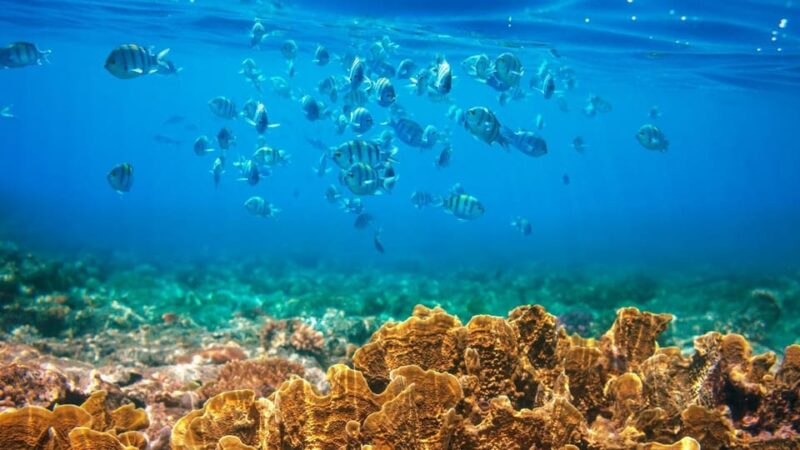 RedRiverTour - Discovery 3 Islets, Snorkeling By Speedboat - Discovering Phu Quoc’s Top Islets: What You Can Expect