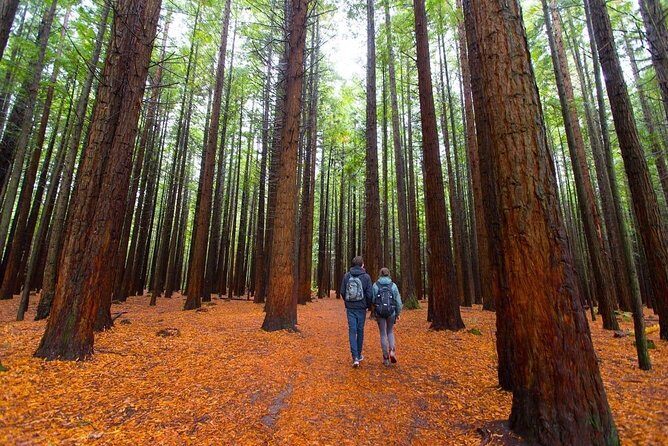 Redwood Forest , Blue Springs & Huka Falls Day Tour from Auckland - Introduction