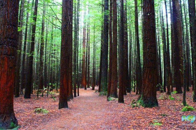 Redwood Forest , Blue Springs & Huka Falls Day Tour from Auckland - Key Points