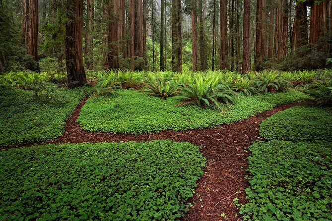 Redwood National and State Parks Self-Guided Audio Driving Tour - Who Will Love This Tour?