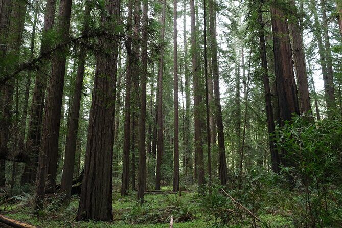 Redwood National and State Parks Self-Guided Audio Driving Tour - The Sum Up