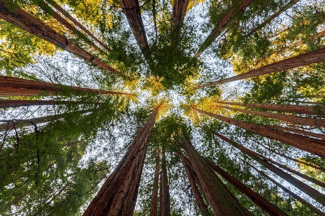 Redwood Retreat: Tour to Muir Woods from San Francisco - The Sum Up
