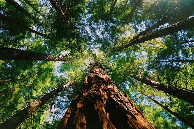 Redwoods Full-day Private Tour and Hike - Introduction: What to Expect from This Redwoods Adventure
