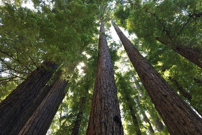 Redwoods of Marin and Mt. Tamalpais Walking Tour with Local Guide - Practical Tips for Travelers