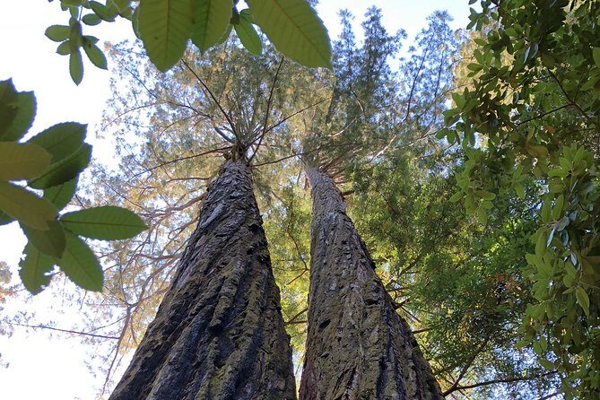 Redwoods of Marin and Mt. Tamalpais Walking Tour with Local Guide - FAQ
