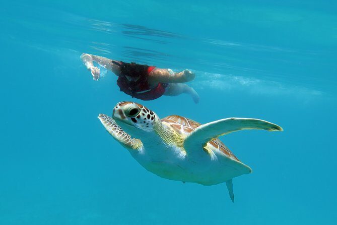 Reef and Turtle Adventure - Kayak and Snorkel Tour - Key Points