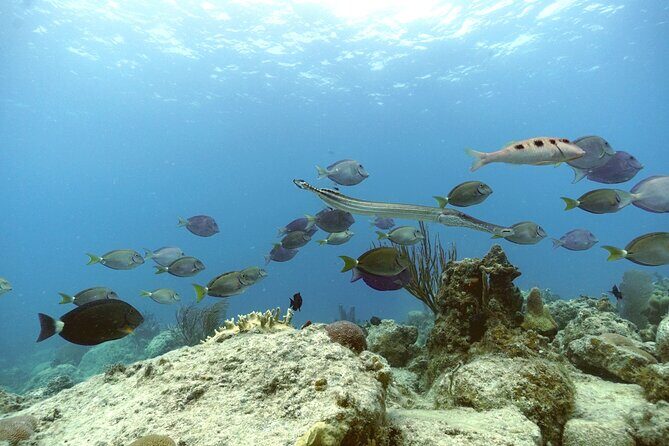 Reef and Turtle Adventure - Kayak and Snorkel Tour - The Sum Up