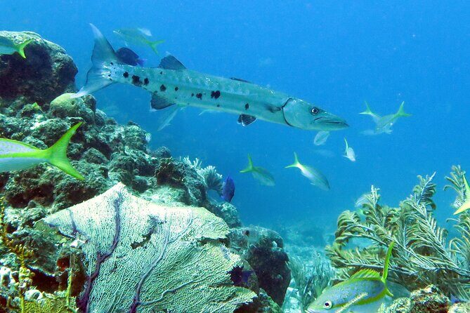 Reef and Turtle Adventure - Kayak and Snorkel Tour - FAQ