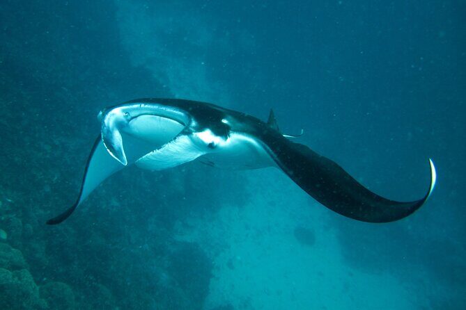 Reef Discovery Luxury Private Snorkeling Lagoon Tour - Who Will Love This Tour?