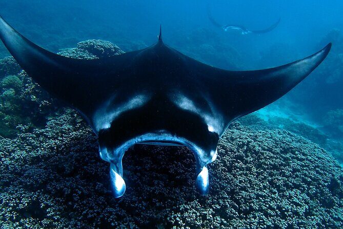 Reef Discovery Luxury Water Lunch Cruise - Who Will Love This Tour?