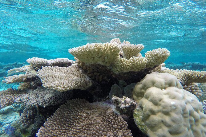 Reef Discovery Private Full Day Lagoon Tour & Water Lunch - FAQs