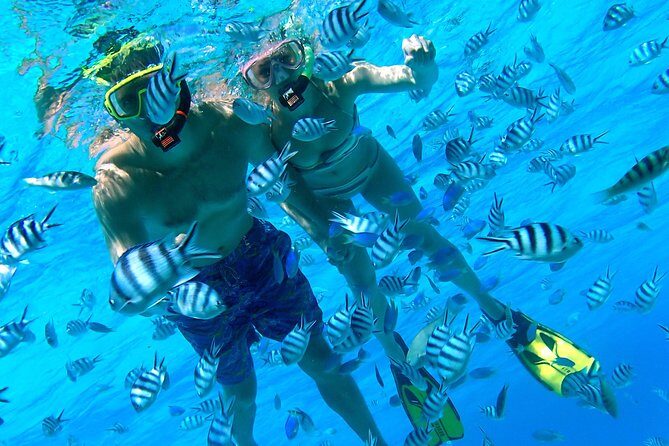 Reef Discovery Private Half Day Lagoon Tour - An In-Depth Look at the Reef Discovery Lagoon Tour