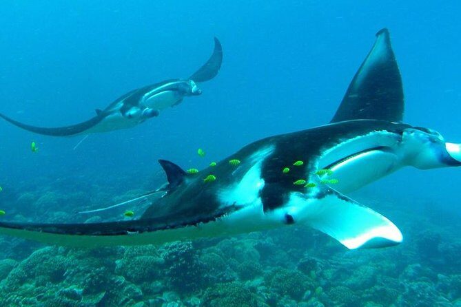 Reef Discovery Private Half Day Lagoon Tour - Authentic Experiences and Traveler Feedback