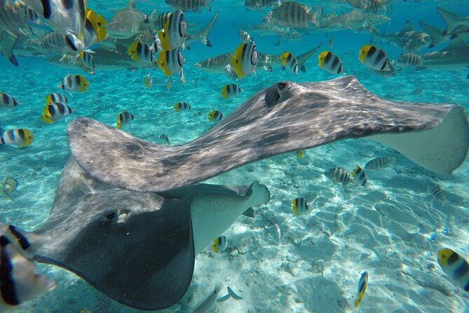 Reef Discovery Private Half Day Lagoon Tour - Who Should Consider This Tour?