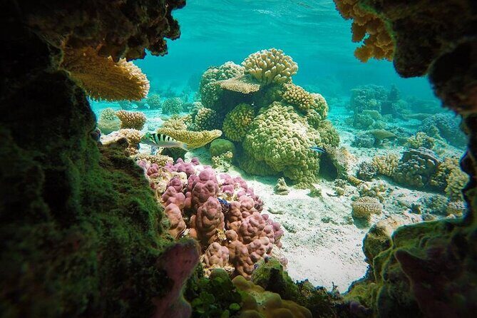 Reef Discovery Private Treasure Hunt - A Deep Dive into the Reef Discovery Private Treasure Hunt
