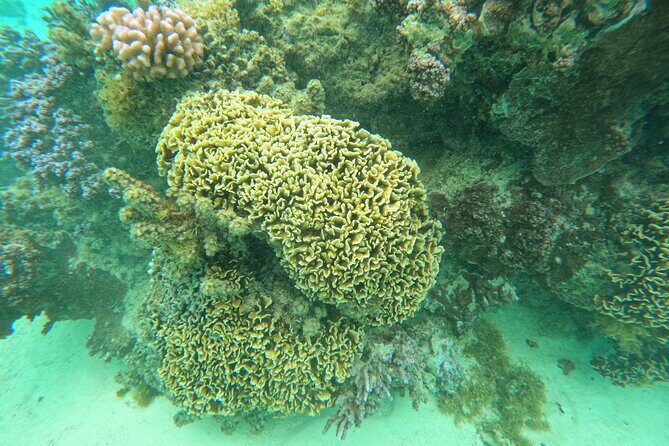 Reef Exploration with Reva Atea participatory science - FAQ