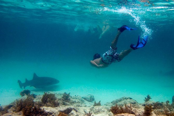 Reef Explorer Half Day Trip - Detailed Breakdown of the Itinerary