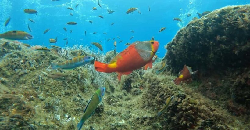 Reef Fish Watching - Key Points: