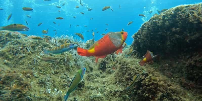Reef Fish Watching - The Experience in Detail