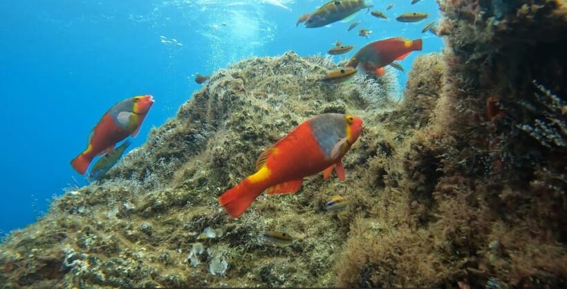 Reef Fish Watching - The Sum Up