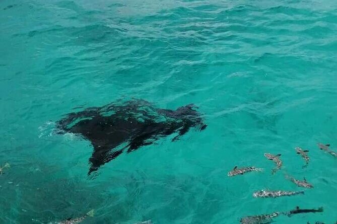 Reef island private tour - Practical Considerations