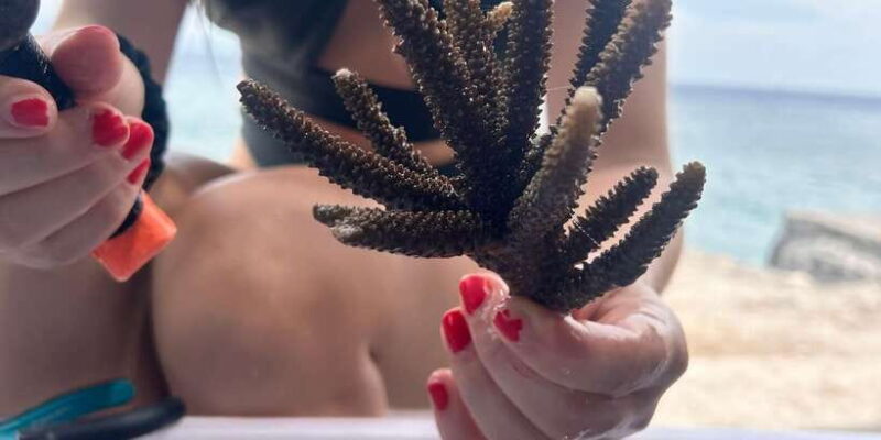 Reef Rehabilitation Course & Snorkeling - Key Points