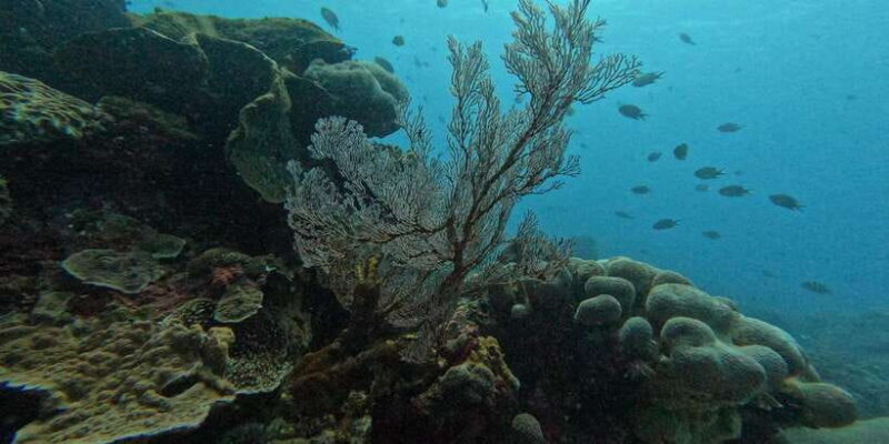 Reef Rehabilitation Course & Snorkeling - What to Expect from the Tour