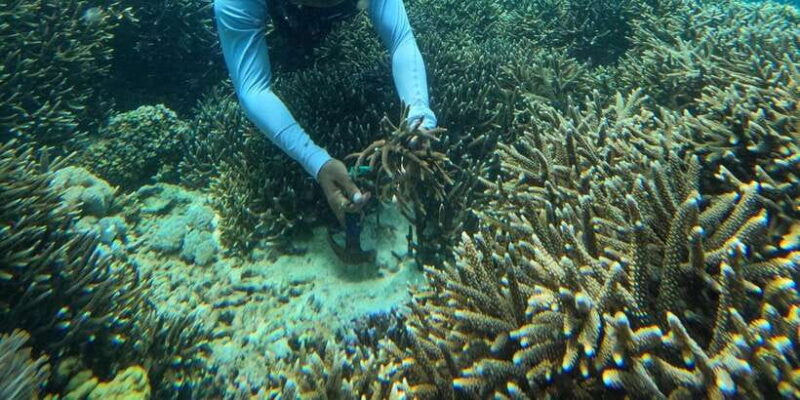 Reef Rehabilitation Course & Snorkeling - The Significance of the Experience