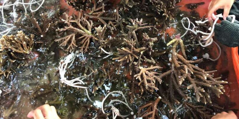 Reef Rehabilitation Course & Snorkeling - The Sum Up: Who Will Love This Tour?