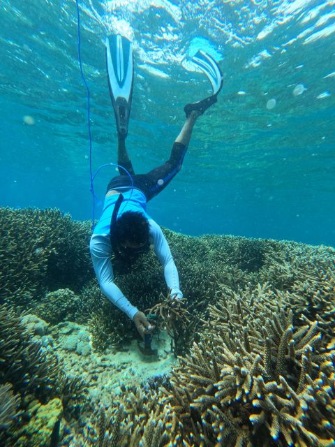 Reef Rehabilitation Course & Snorkeling - FAQ