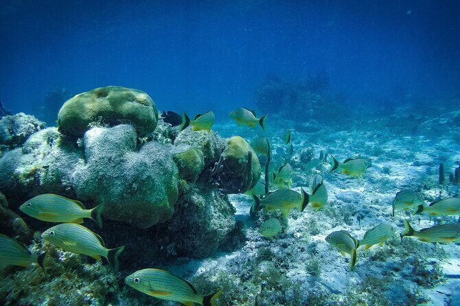Reef Snorkel In National Park In Puerto Morelos With Lunch And Transportation - The Sum Up: Is This Tour Worth It?