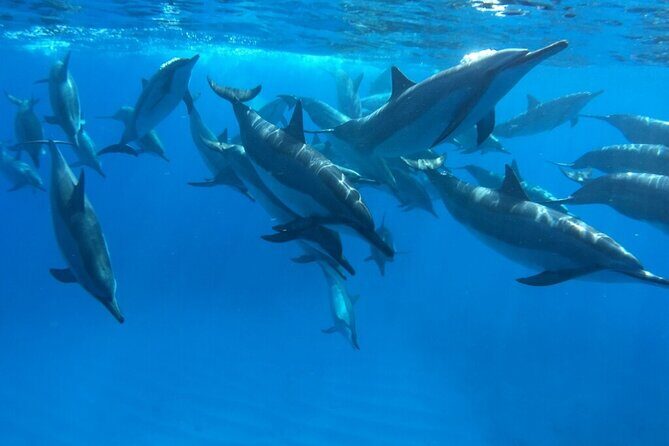 Reef Snorkel under the Captain Cook monument in Kealakekua Bay - An In-Depth Look at the Snorkel Tour Experience