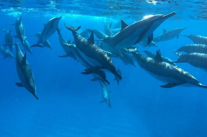 Reef Snorkel under the Captain Cook monument in Kealakekua Bay - FAQ