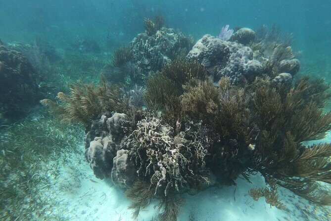 Reef Snorkel, underwater adventure in Puerto Morelos With Transportation & Lunch - FAQs