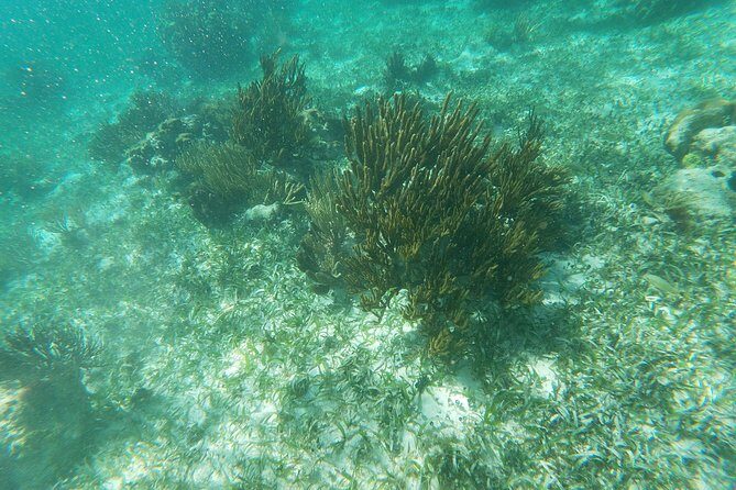Reef Snorkeling with ATV, Zipline, Cenote that includes lunch and transportation - Who Will Enjoy This Tour?