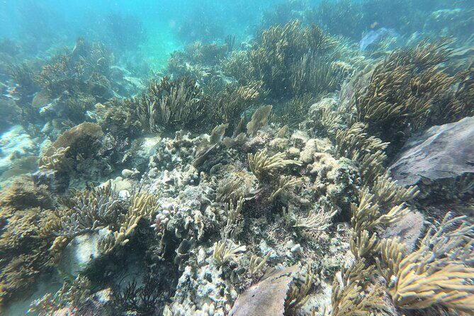 Reef Snorkeling with ATV, Zipline, Cenote that includes lunch and transportation - The Sum Up