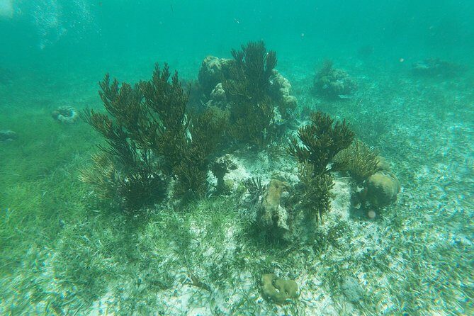 Reef Snorkeling with ATV, Zipline, Cenote that includes lunch and transportation - FAQ
