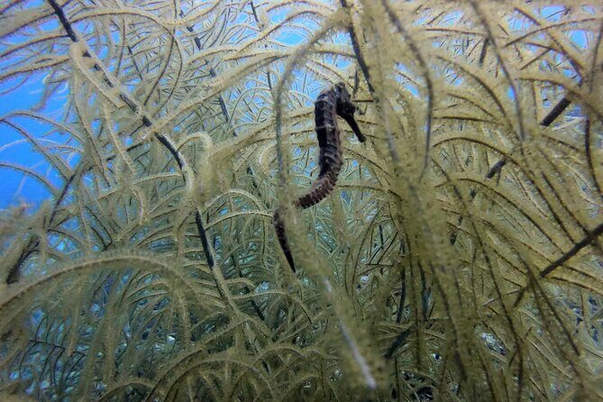 Refresher Dive - Why the Reviews Speak Volumes