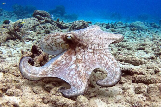 Refresher Dive - Frequently Asked Questions (FAQ)