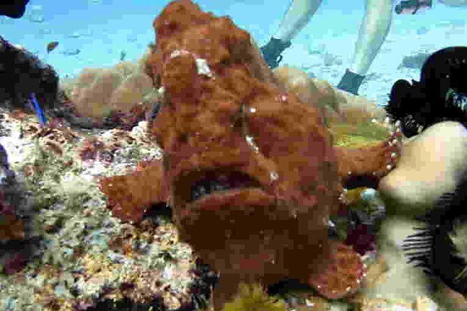 Refresher scuba diving trip, 3 dives at Racha Noi and Racha Yai - Frequently Asked Questions