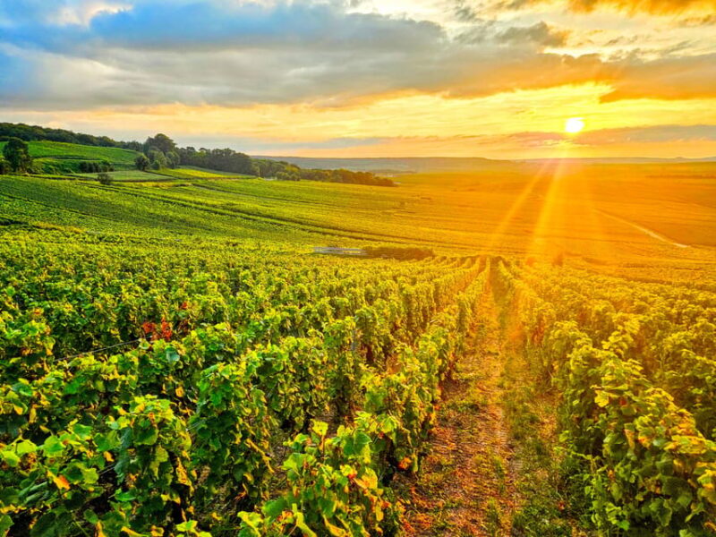 Reims: Veuve Clicquot Tasting Private Tour in Champagne - Price & Value Analysis