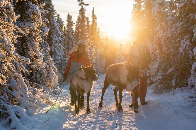 Reindeer and Snowmobile Day Trip to Borealis Basecamp with Lunch - Authenticity and Traveler Feedback