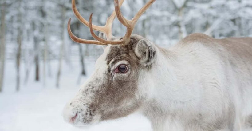 Reindeer Farm Visit with Sleigh Ride - Introduction