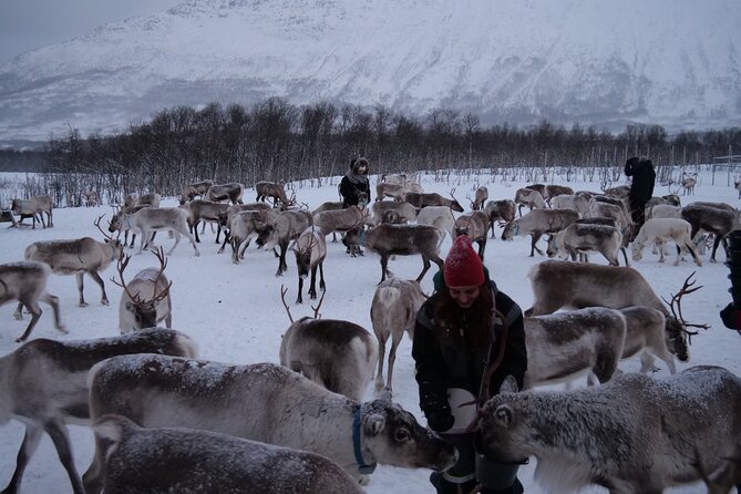 Reindeer Feeding and Sami Culture Afternoon Departure - Key Points