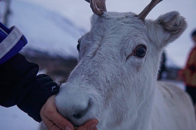 Reindeer Feeding and Sami Culture Afternoon Departure - The Sum Up: Is It Worth It?